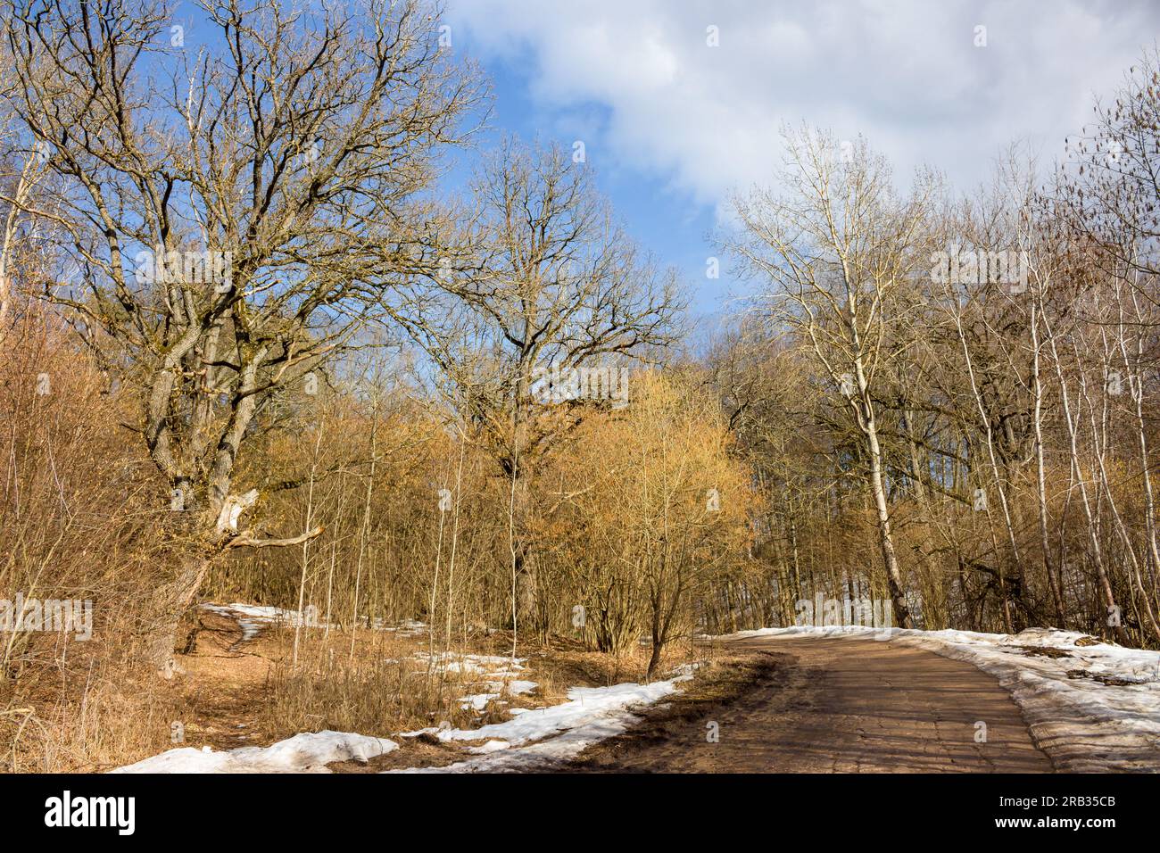 Forest road that goes around the bend, old spreading oak trees on the ...