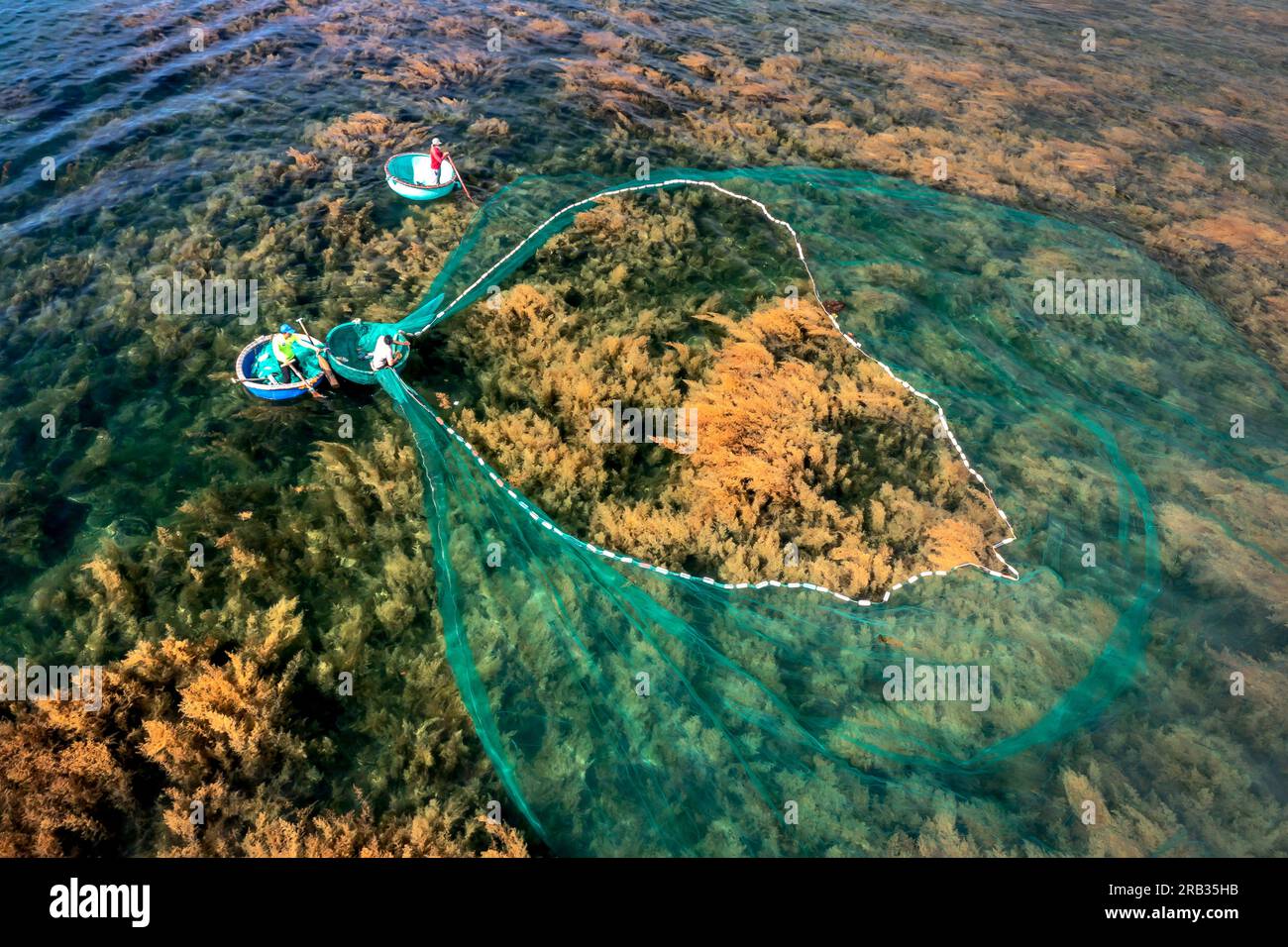 Fishermen cast nets to catch fish in the golden seaweed season in Nhon ...