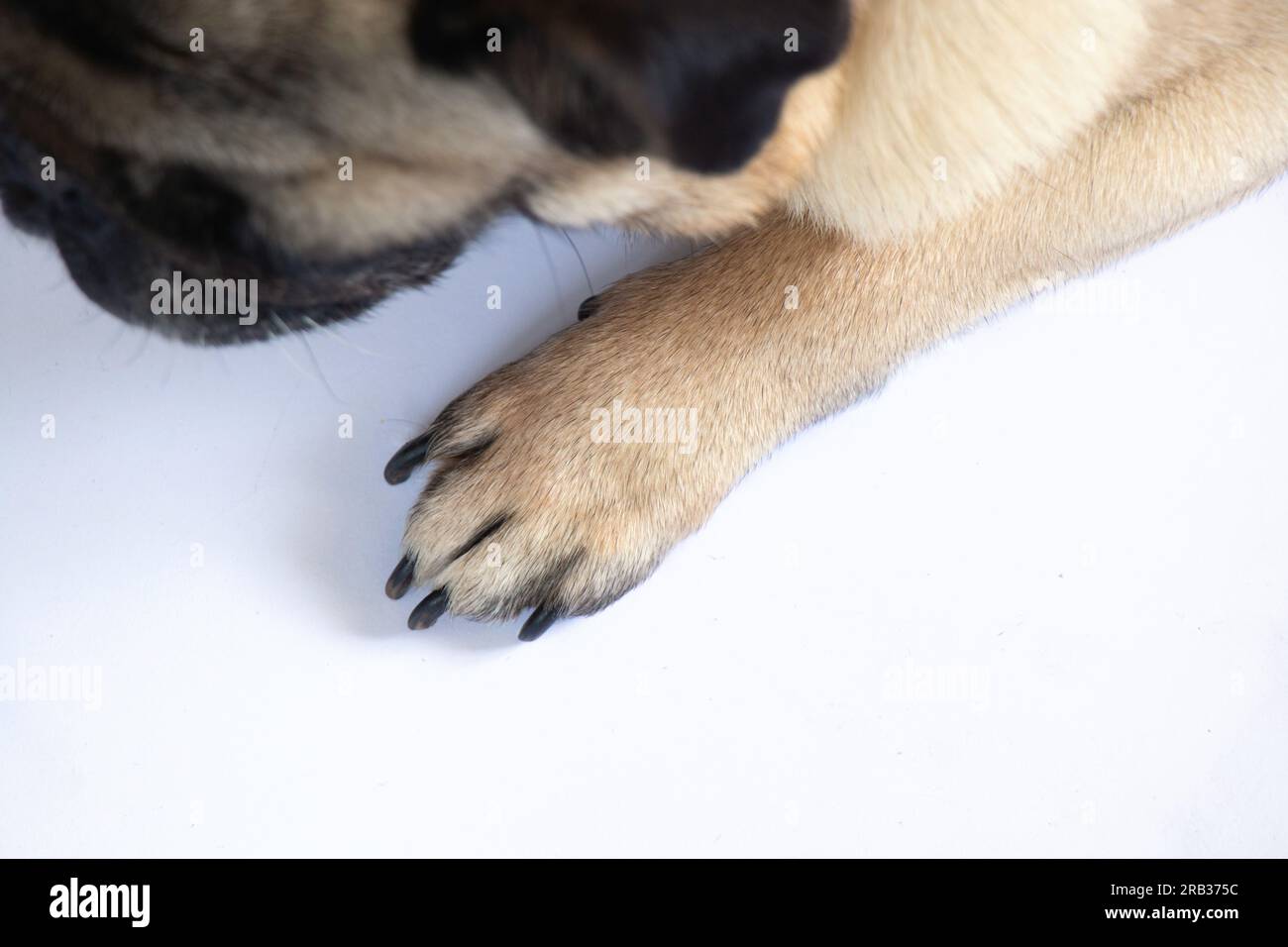 pug dog paw lies on a white background close-up Stock Photo - Alamy