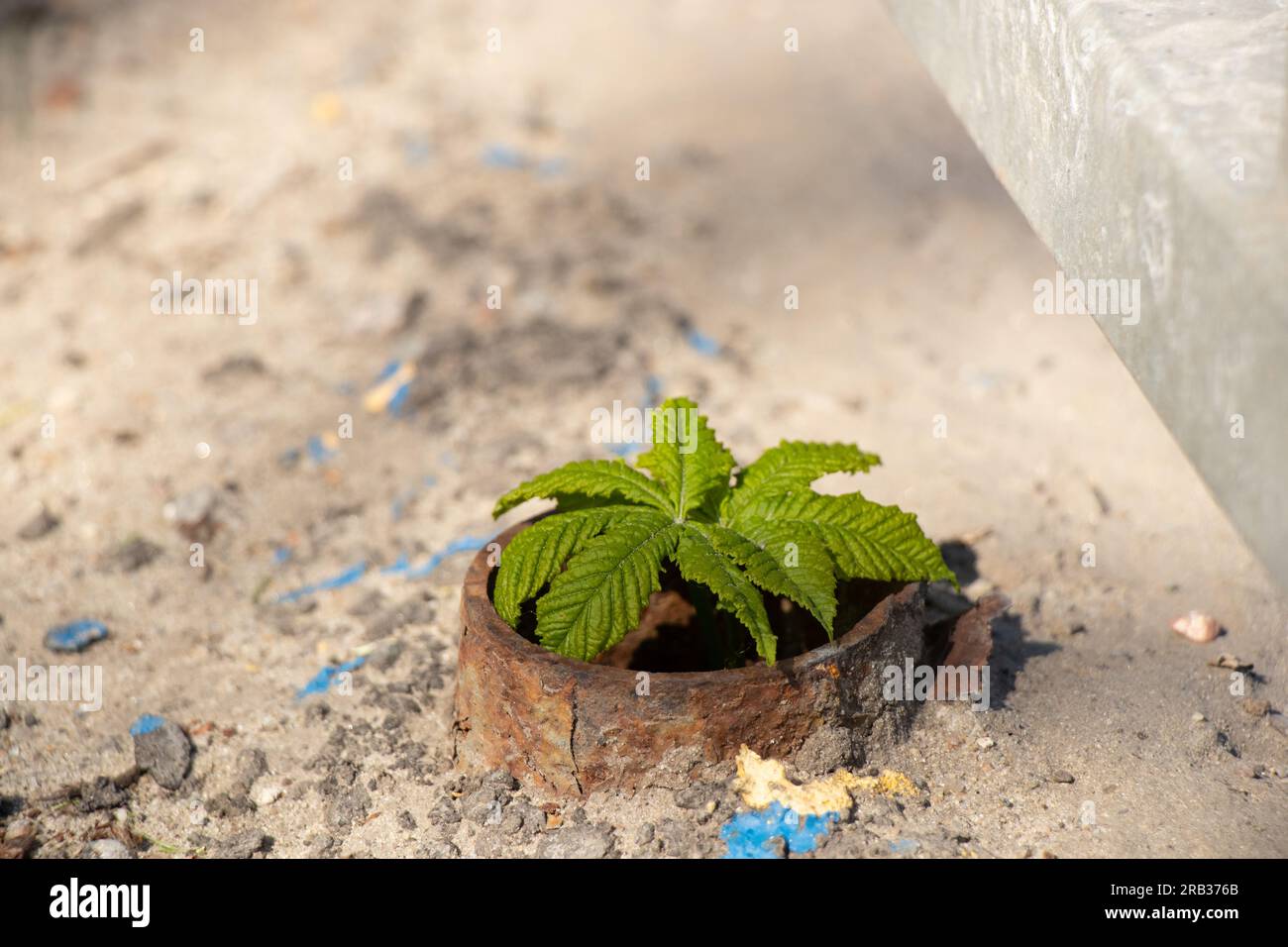 small chestnut tree sprouted on asphalt in a pipe Stock Photo - Alamy