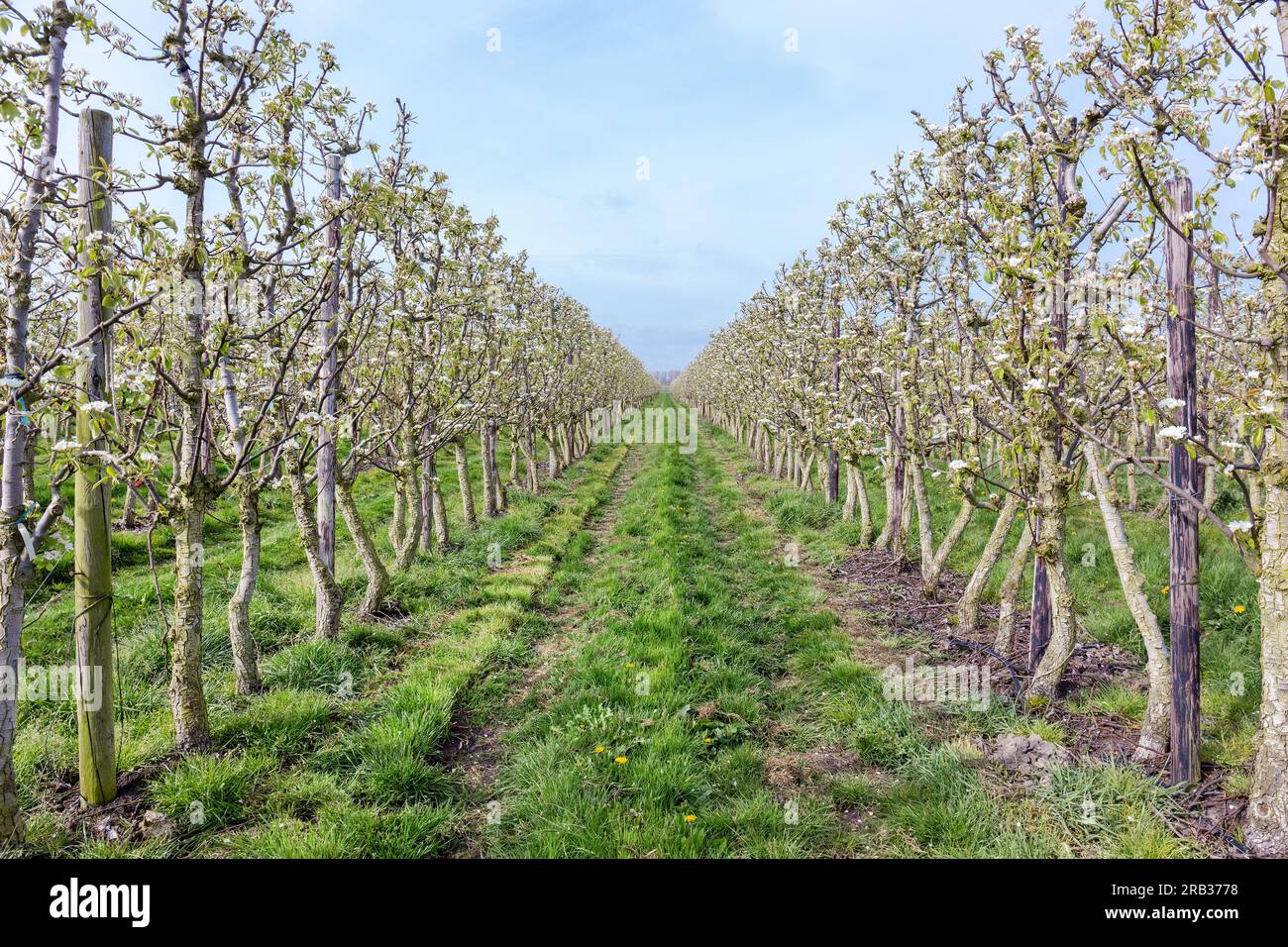 Ecological orchard hi-res stock photography and images - Alamy