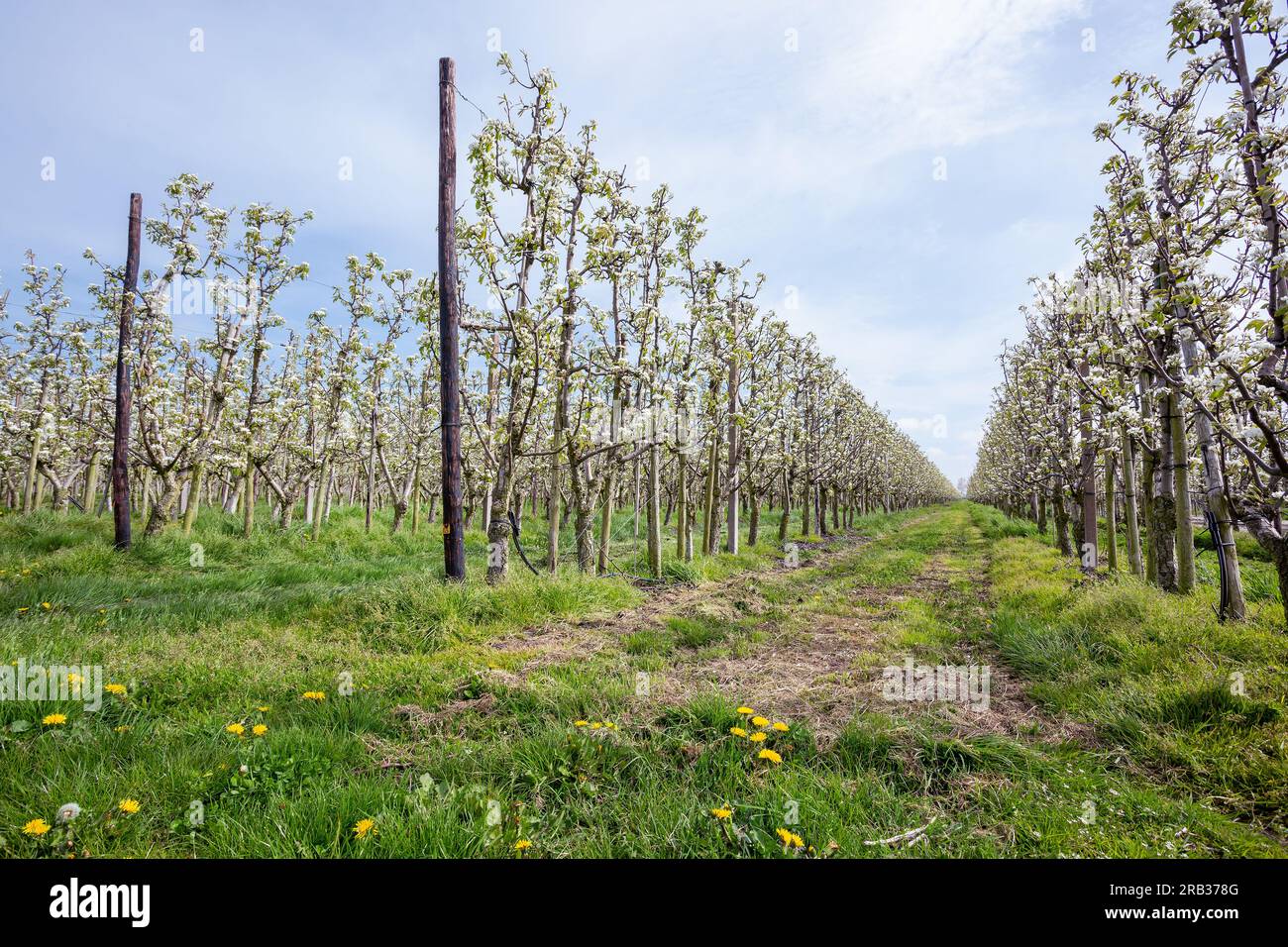 Ecological orchard hi-res stock photography and images - Alamy