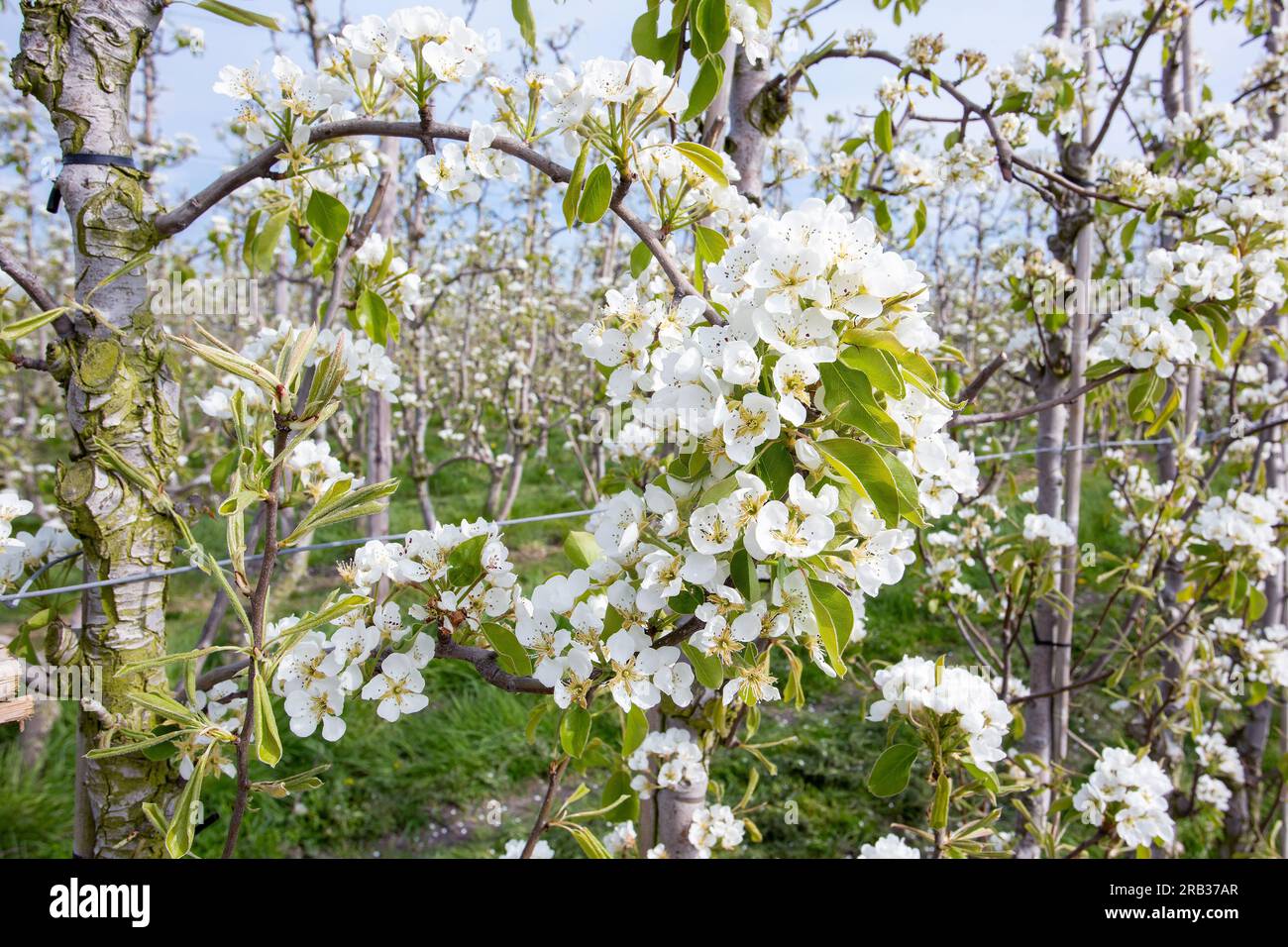 Ecological orchard hi-res stock photography and images - Alamy
