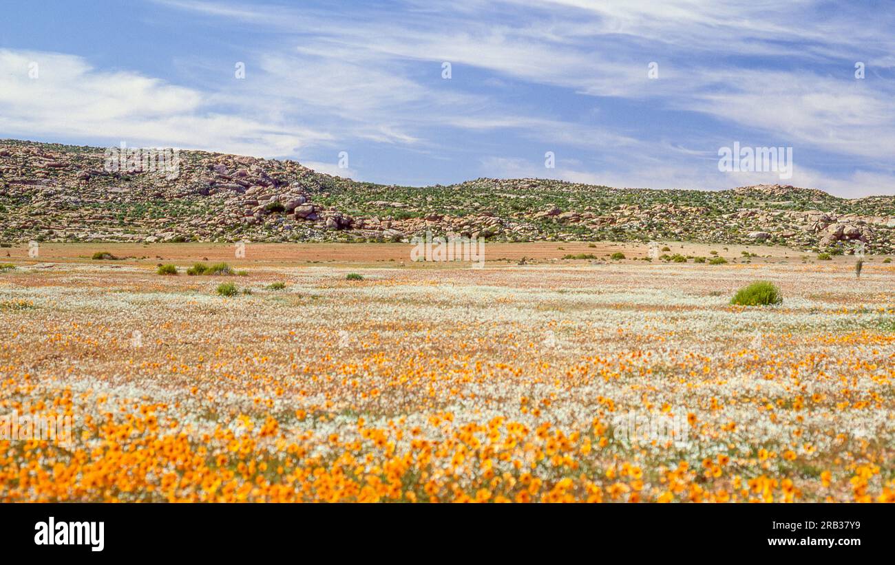 Namaqualand spring landscape near Concordia in the Northern Cape ...