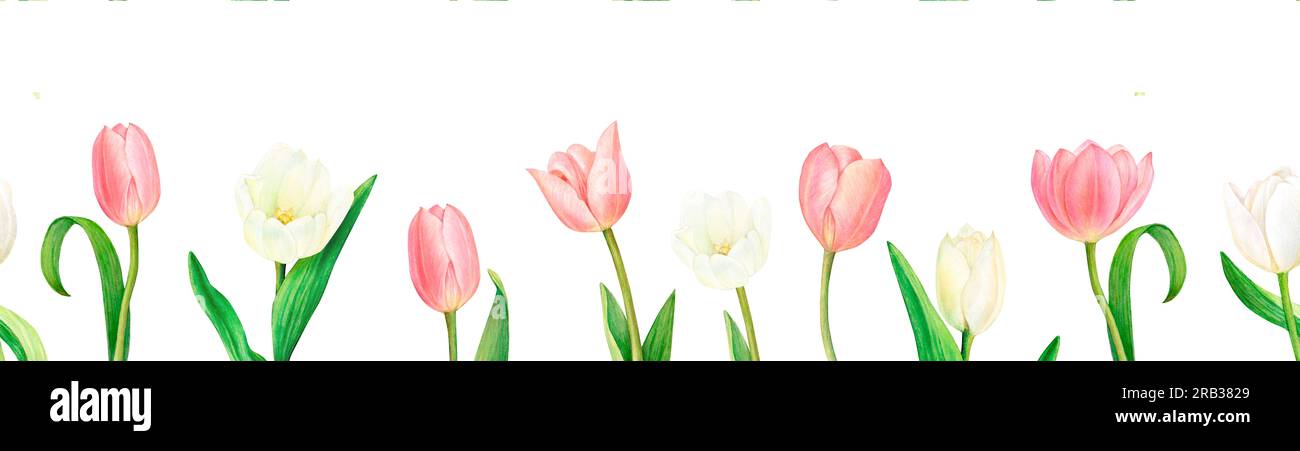 Watercolour drawn seamless border from beautiful pink and white tulip ...