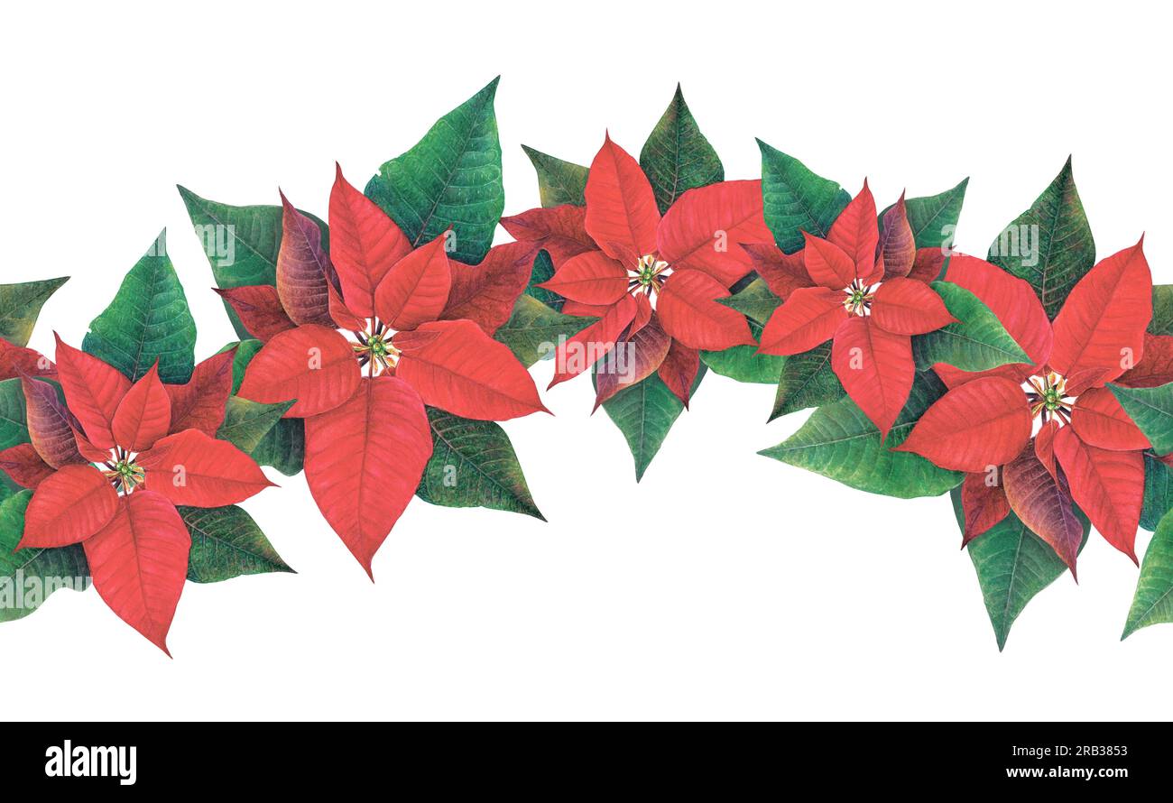 Watercolor illustration seamless curved border from red poinsettia ...