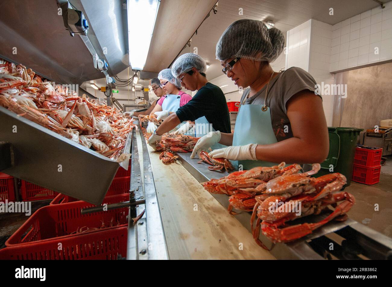 Chinese immigrant workers sorting blue swimmer crabs at a fishery in ...