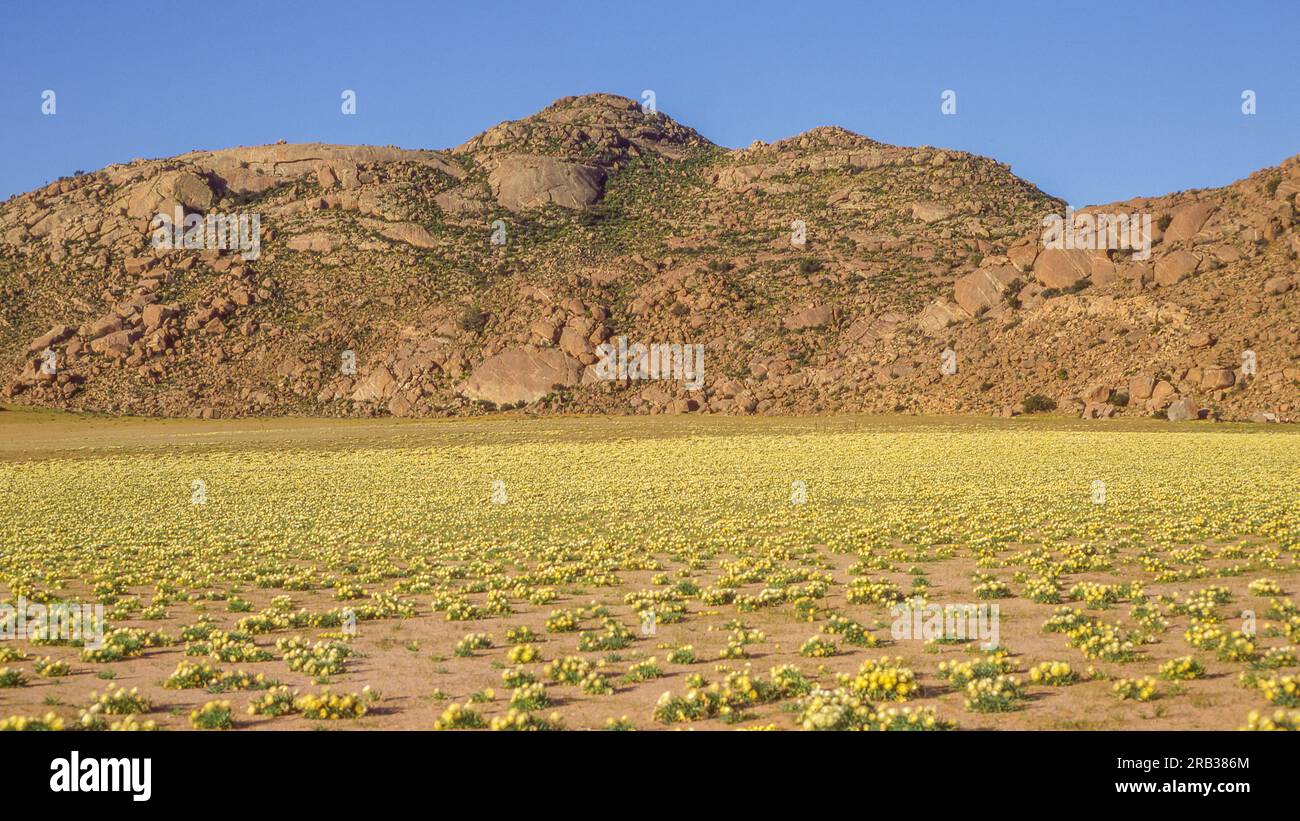 Namaqualand spring flowers growing near Springbok in the Northern Cape ...