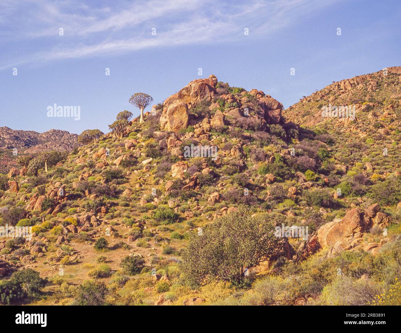 Namaqualand landscape with kokerboom trees in the Northern Cape ...
