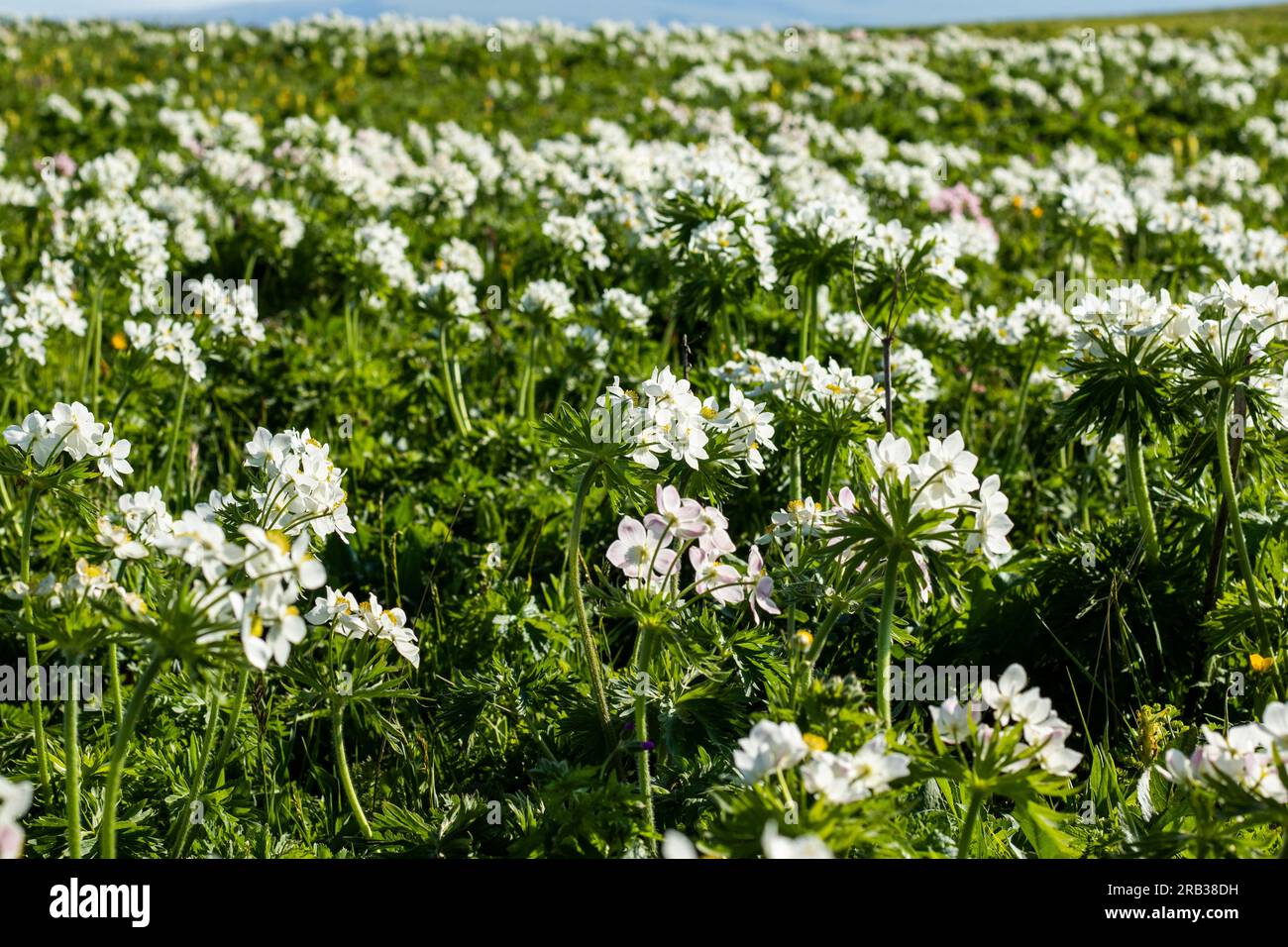 White Anemone field in Georgian mountains Stock Photo - Alamy