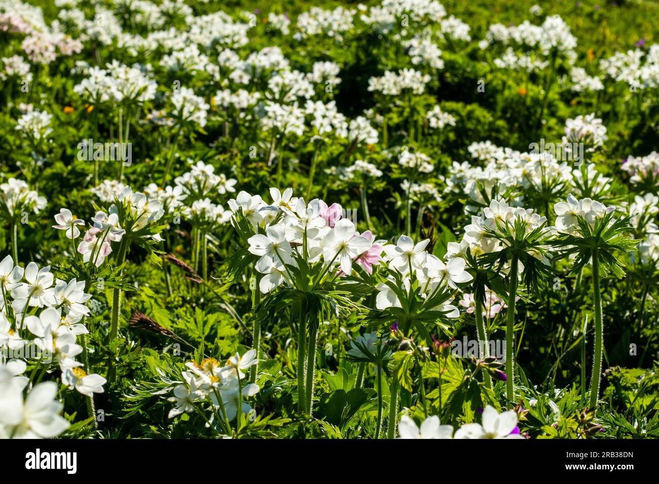 White Anemone field in Georgian mountains Stock Photo - Alamy