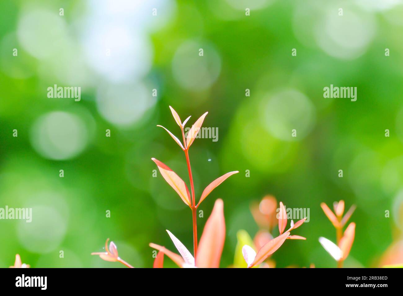 Christina plant hi-res stock photography and images - Alamy