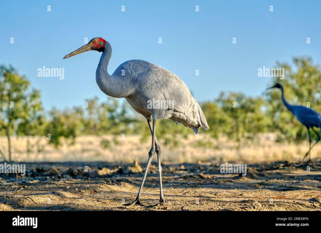 Australian crane bird hi-res stock photography and images - Alamy