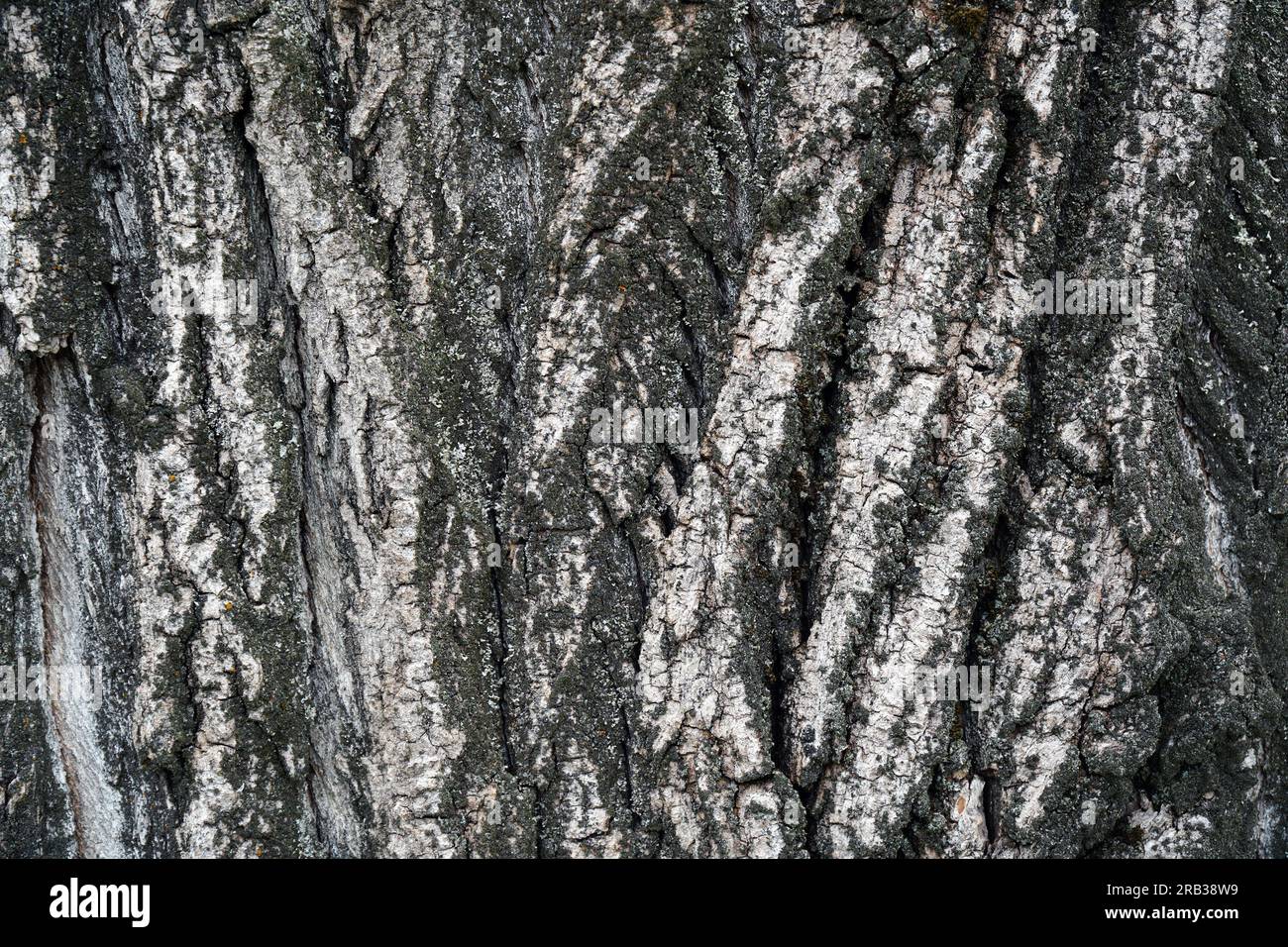 Large tree bark texture for background and design Stock Photo - Alamy