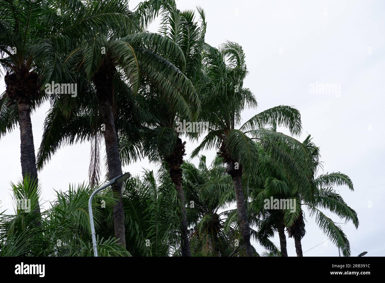 Shade from tall trees hi-res stock photography and images - Alamy