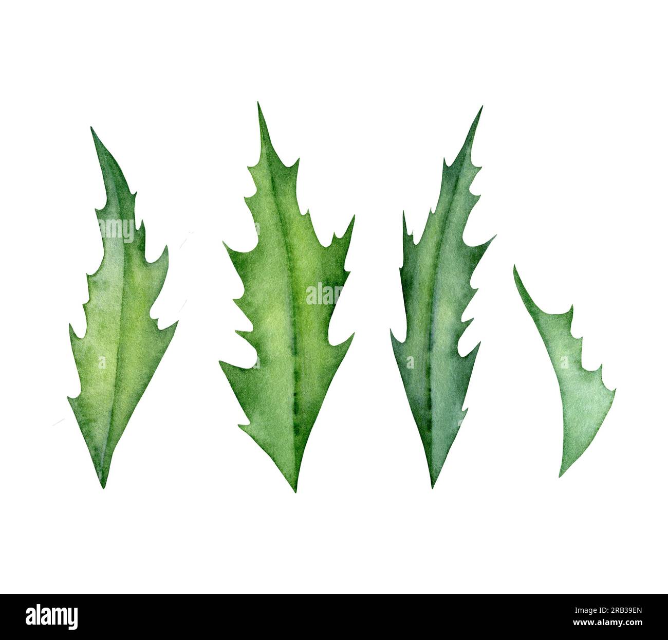 Watercolor poppy green leaves isolated on background. Floral set ...