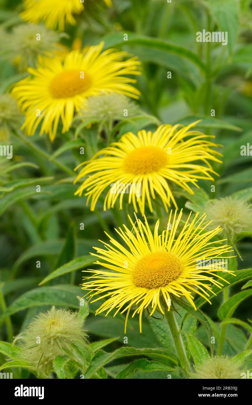 Hooker inula inula hookeri hi-res stock photography and images - Alamy