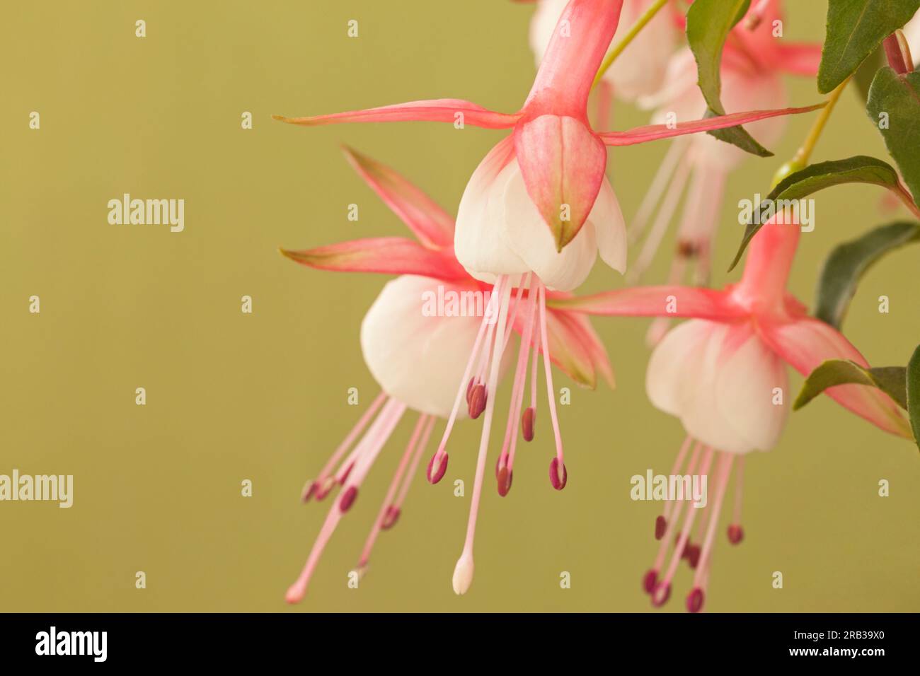 Fuchsia "Patio Princess Stock Photo - Alamy