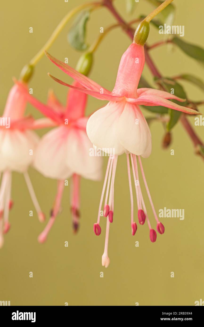 Fuchsia "Patio Princess Stock Photo - Alamy