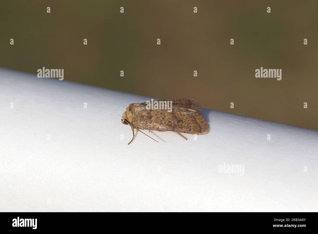 Uncertain moth hi-res stock photography and images - Alamy
