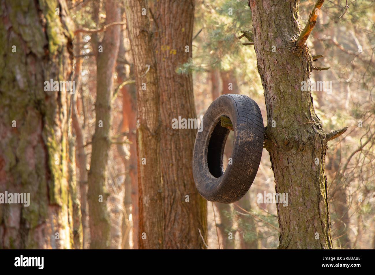 tire on a tree on branches, garbage in the forest, environmental pollution Stock Photo - Alamy
