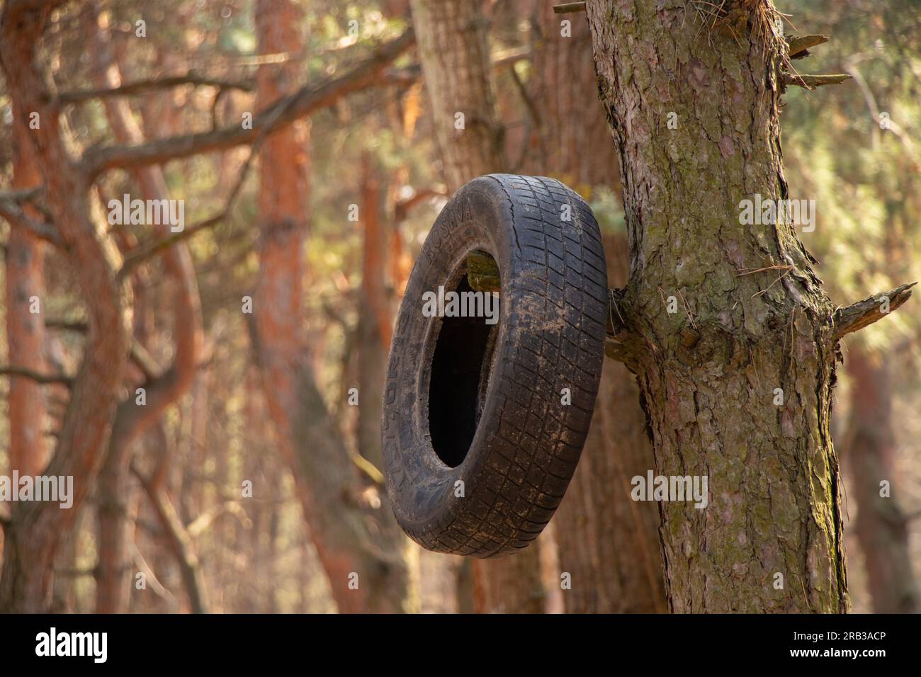 tire on a tree on branches, garbage in the forest, environmental pollution Stock Photo - Alamy