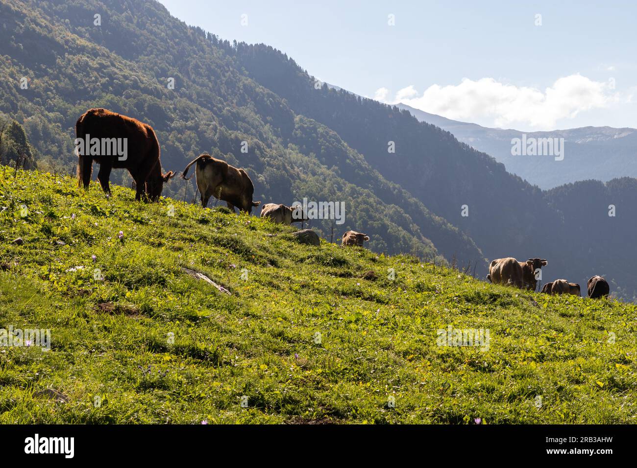 landscape of a high mountain meadow with free-grazing cows. horizontal ...