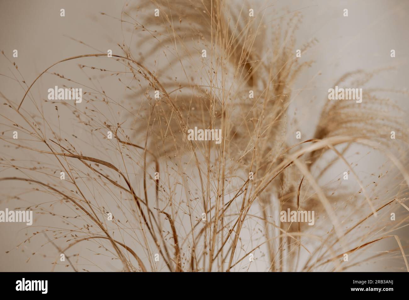 Natural background with pampas grass. Dried soft plants, Cortaderia ...