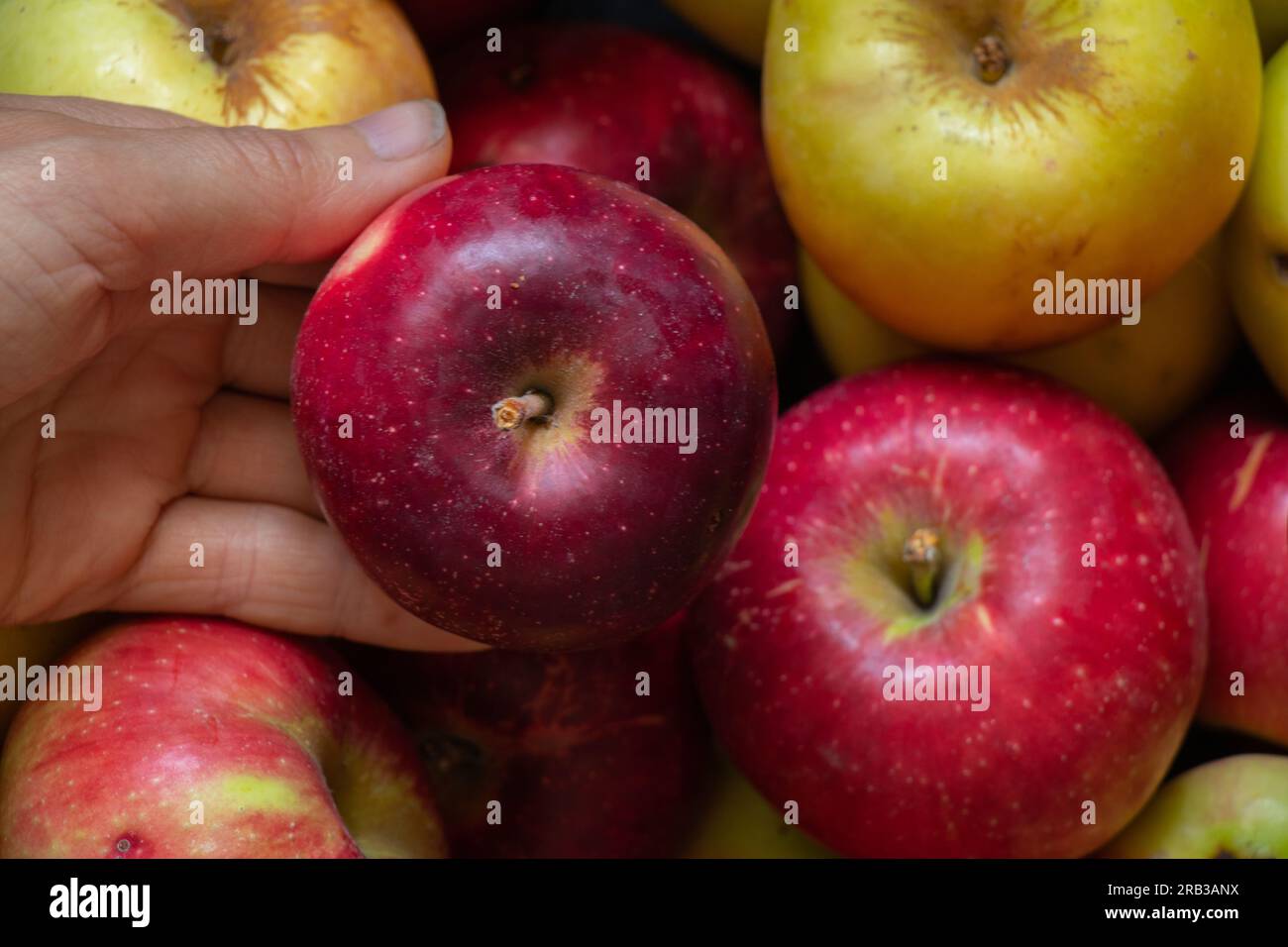 Hand and fruit hi-res stock photography and images - Alamy