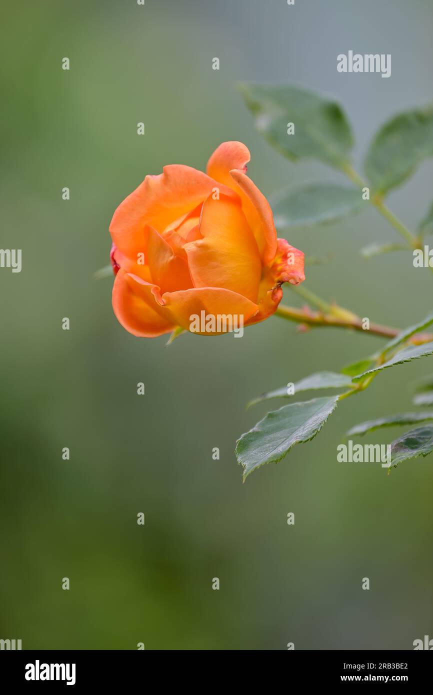 A beautiful orange Rose flower, photographed against a diffuse green ...