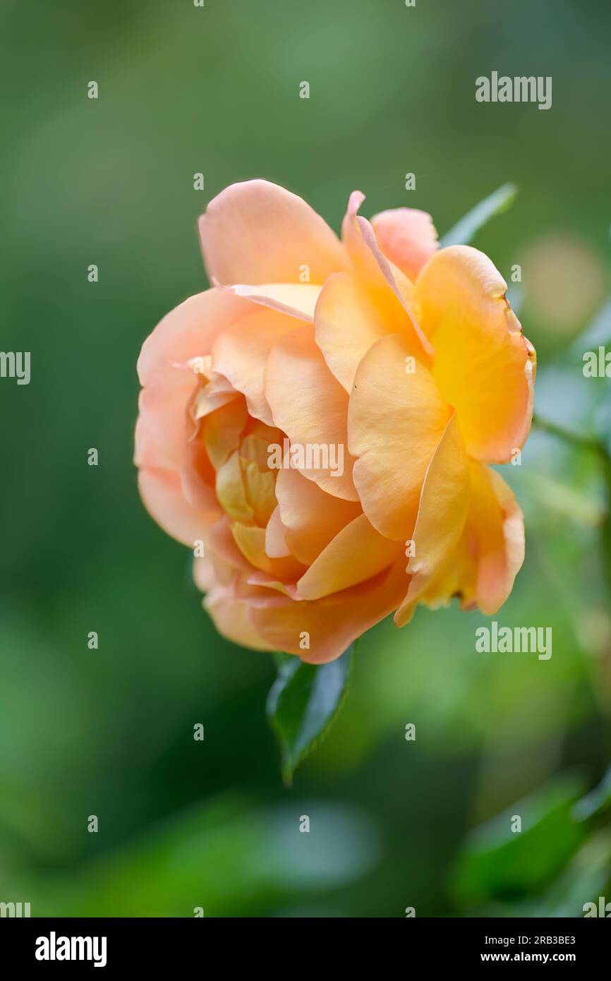 A beautiful orange Rose flower, photographed against a diffuse green ...