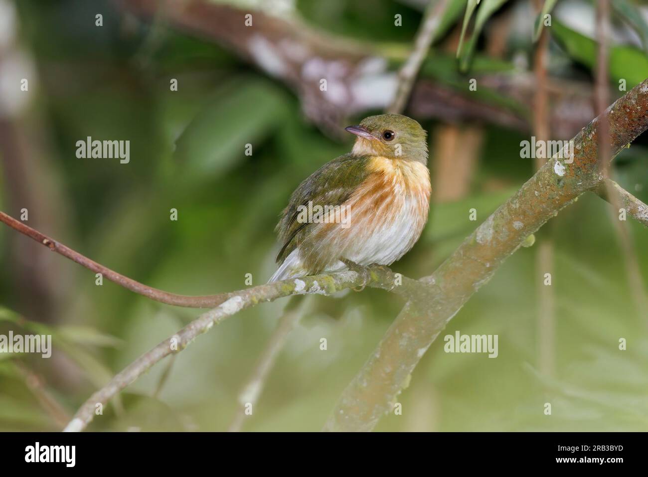 Striolated manakin, Pico de aguila, Colombia, November 2022 Stock Photo ...