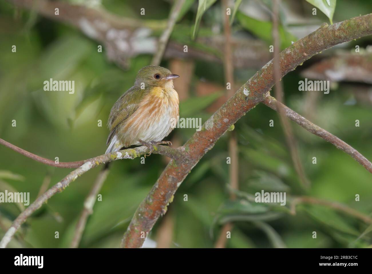 Striolated manakin, Pico de aguila, Colombia, November 2022 Stock Photo ...