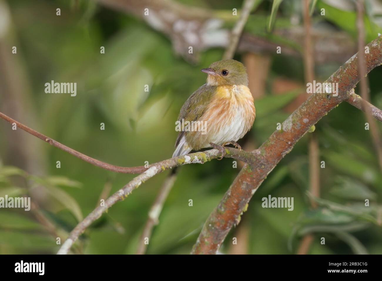 Striolated manakin, Pico de aguila, Colombia, November 2022 Stock Photo ...