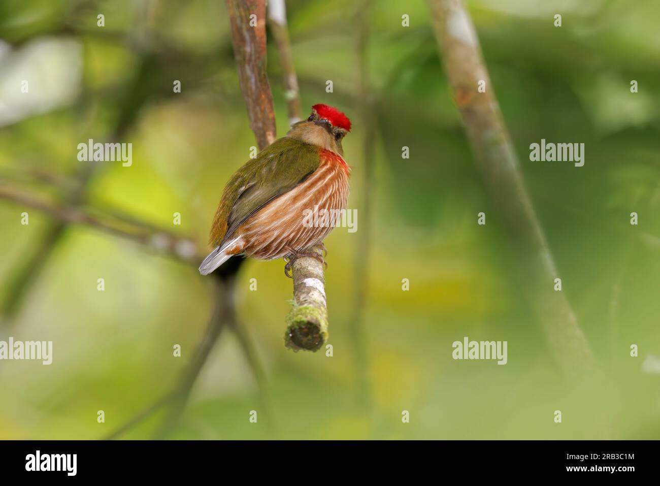 Striolated manakin, Pico de aguila, Colombia, November 2022 Stock Photo ...