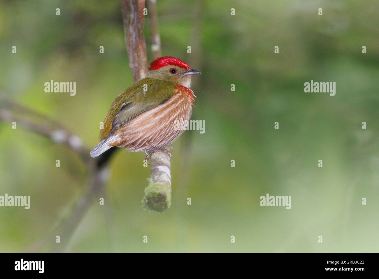 Striolated manakin, Pico de aguila, Colombia, November 2022 Stock Photo ...