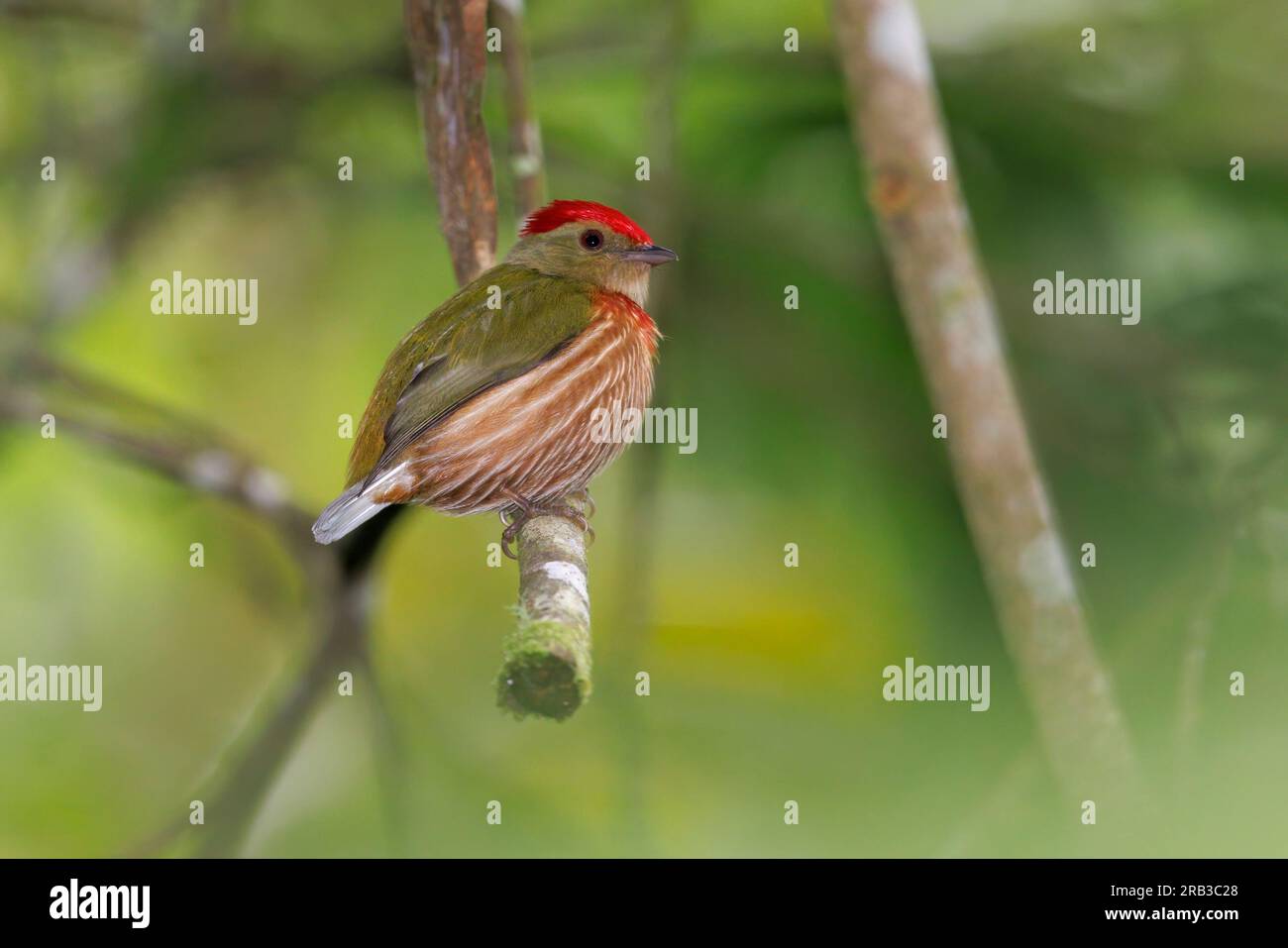 Striolated manakin, Pico de aguila, Colombia, November 2022 Stock Photo ...