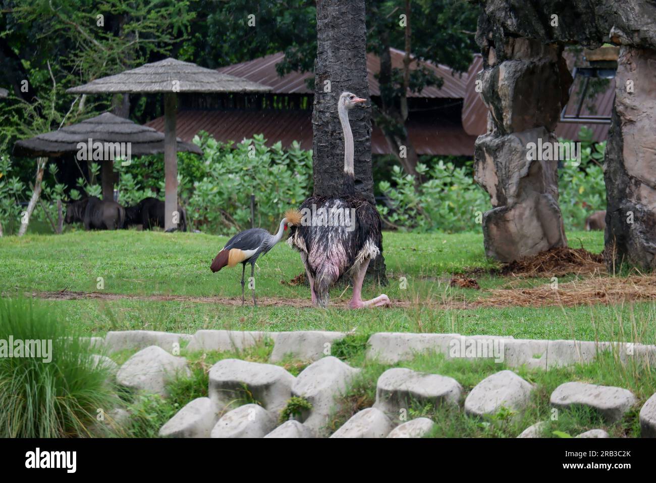 Flying and flightless birds hi-res stock photography and images - Alamy