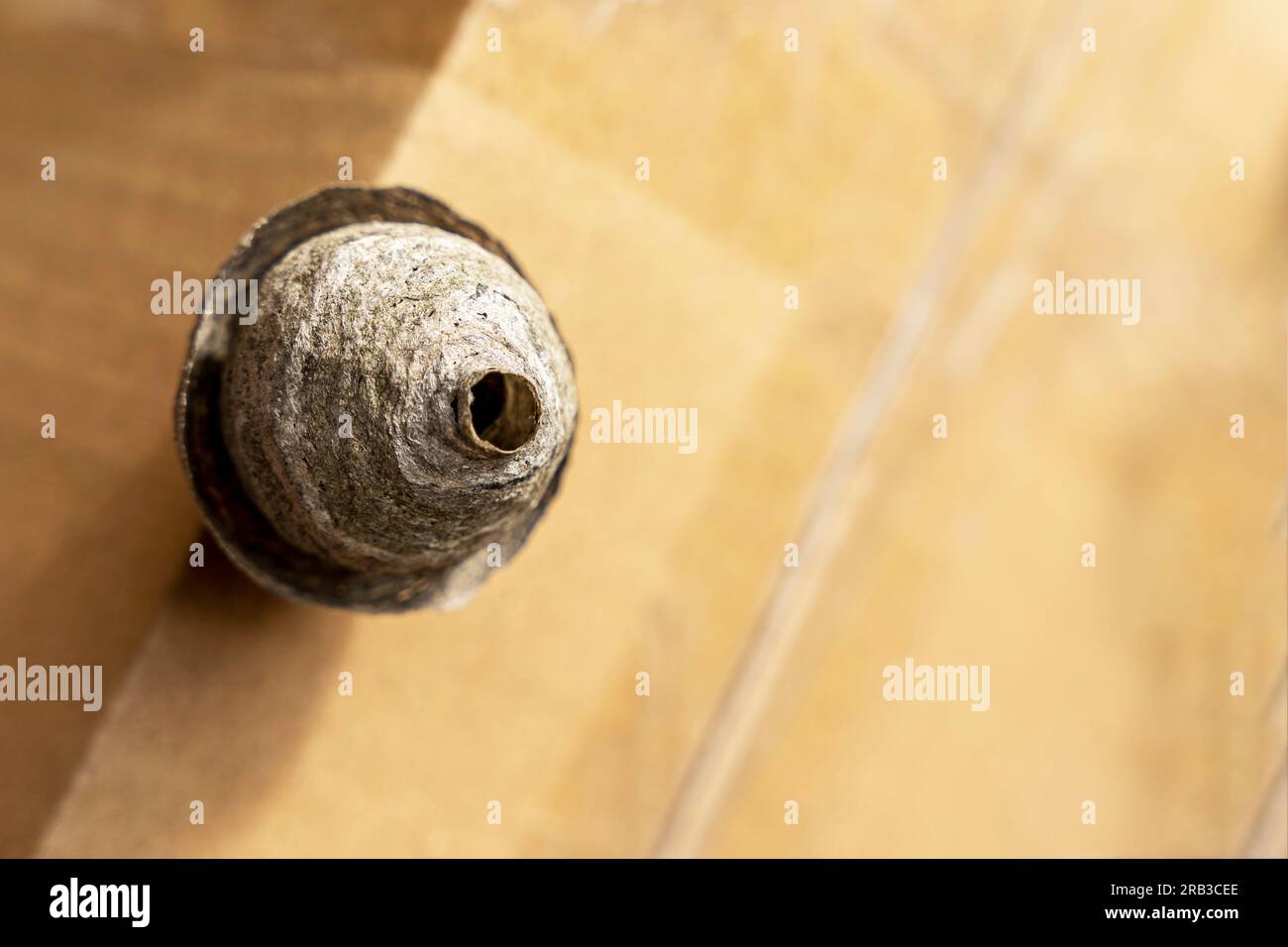 a man's hand in a protective work glove removes a wasps nest from his ...