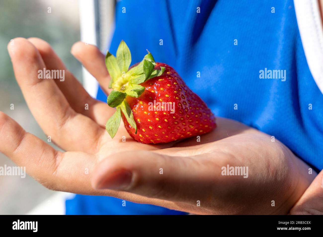 Delicious ripe juicy strawberry berry in a child's palm. strawberry ...