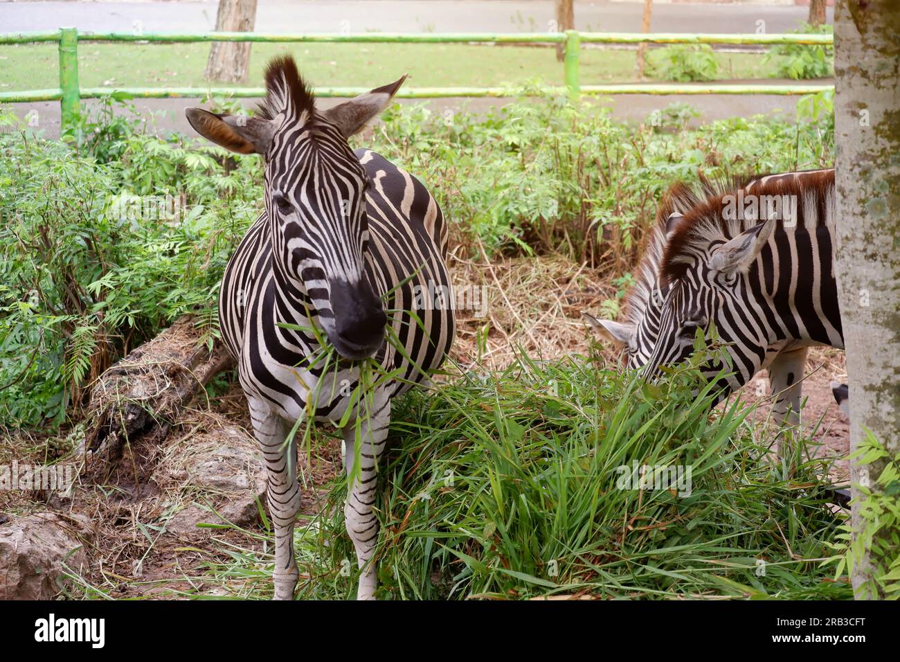 Zebra in the zoo, Thailand Stock Photo - Alamy