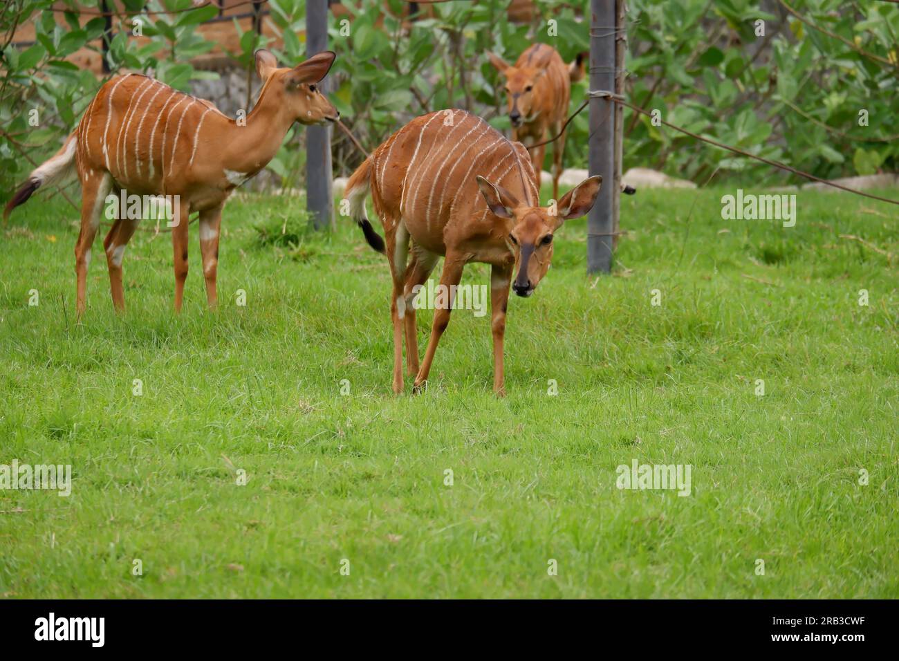 Nyala eating hi-res stock photography and images - Alamy