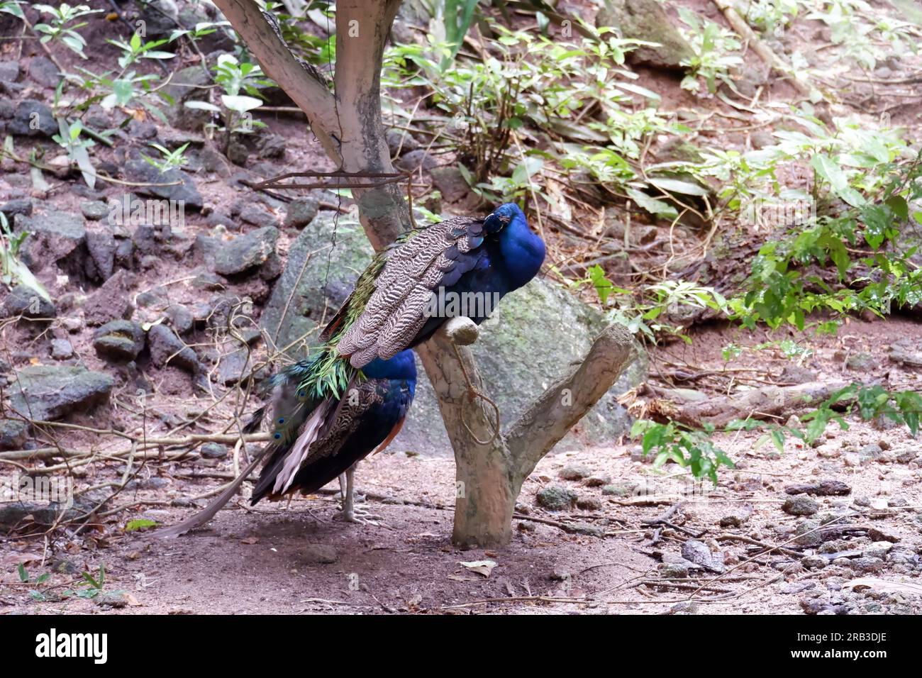 Two peacocks on a tree hi-res stock photography and images - Alamy