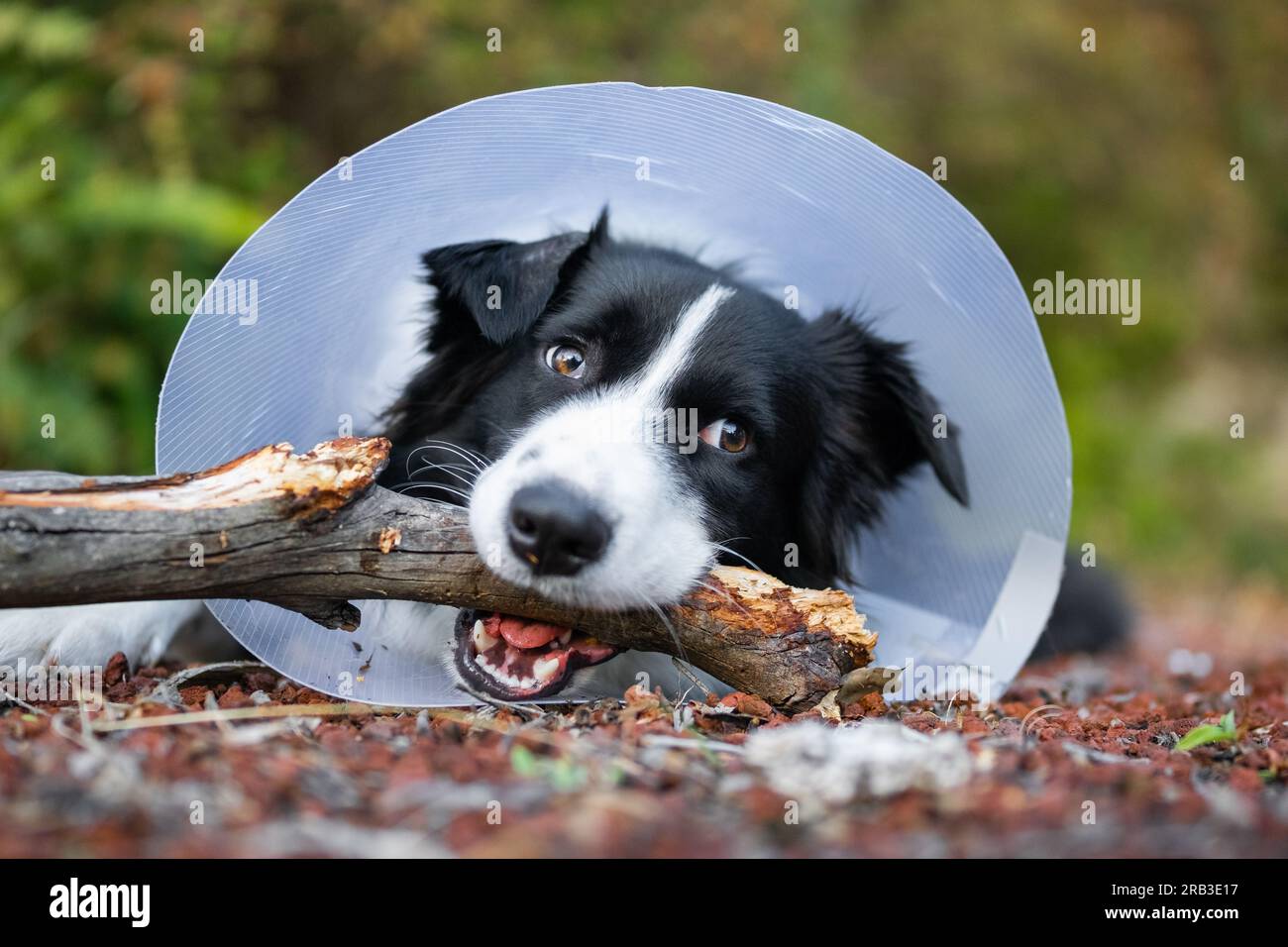 Border Collie puppy wearing a cone protective collar and chewing the ...