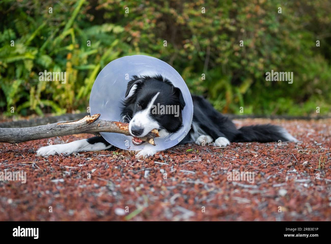 Border Collie puppy wearing a cone protective collar and chewing the ...