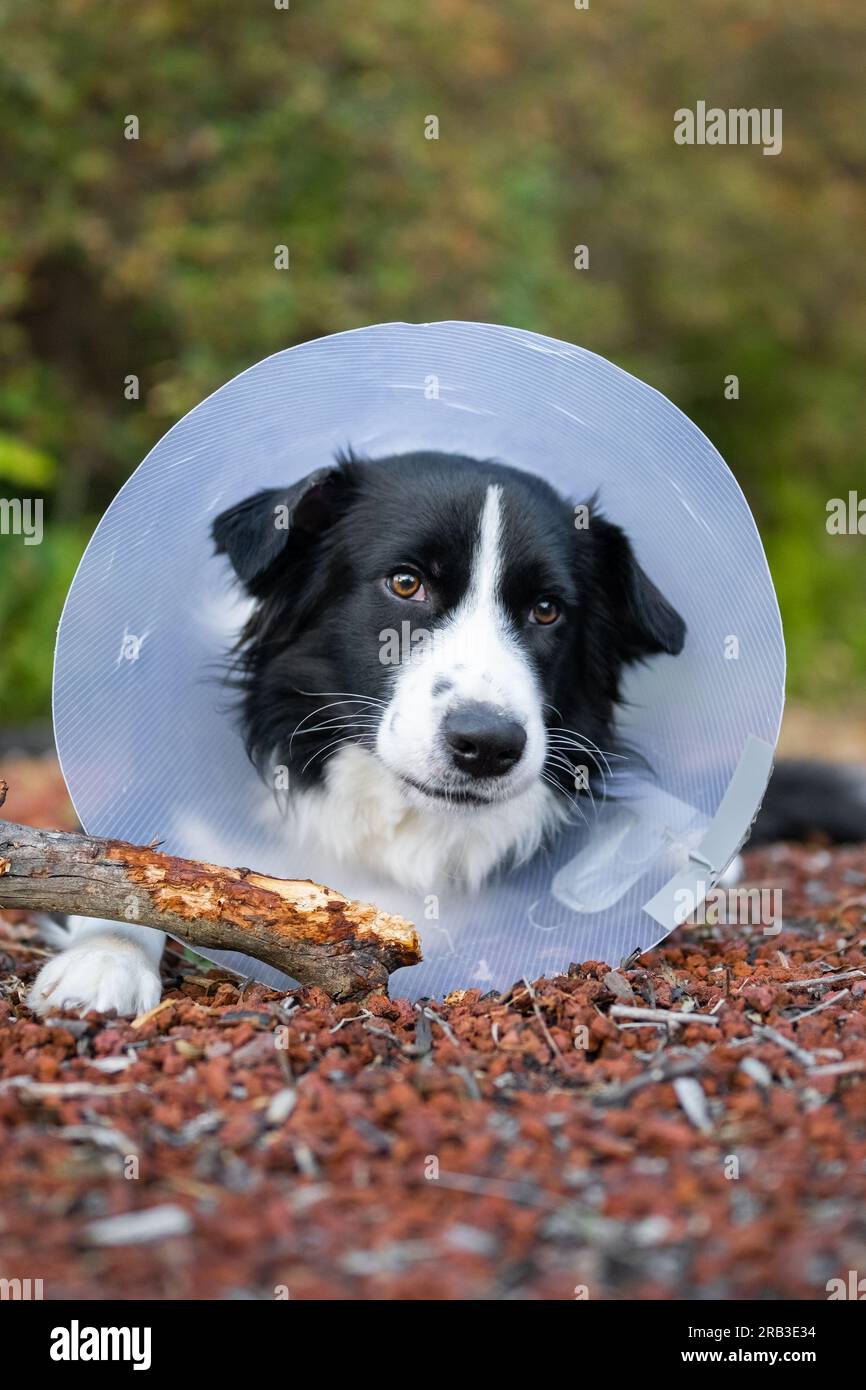 Collar border collie hi-res stock photography and images - Alamy
