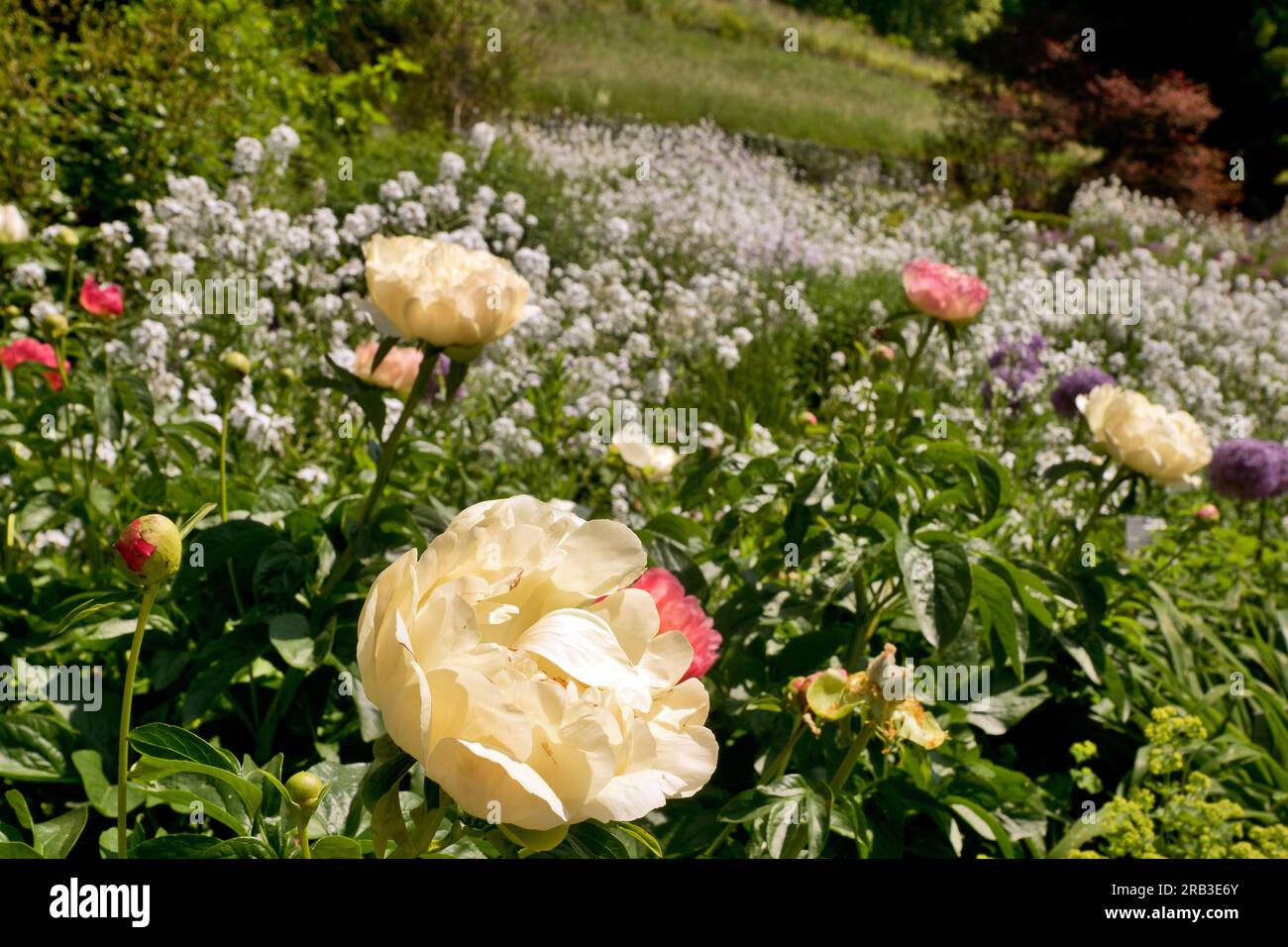 Mainau Island, Germany: Roses. Blossom splendour in the botanical ...