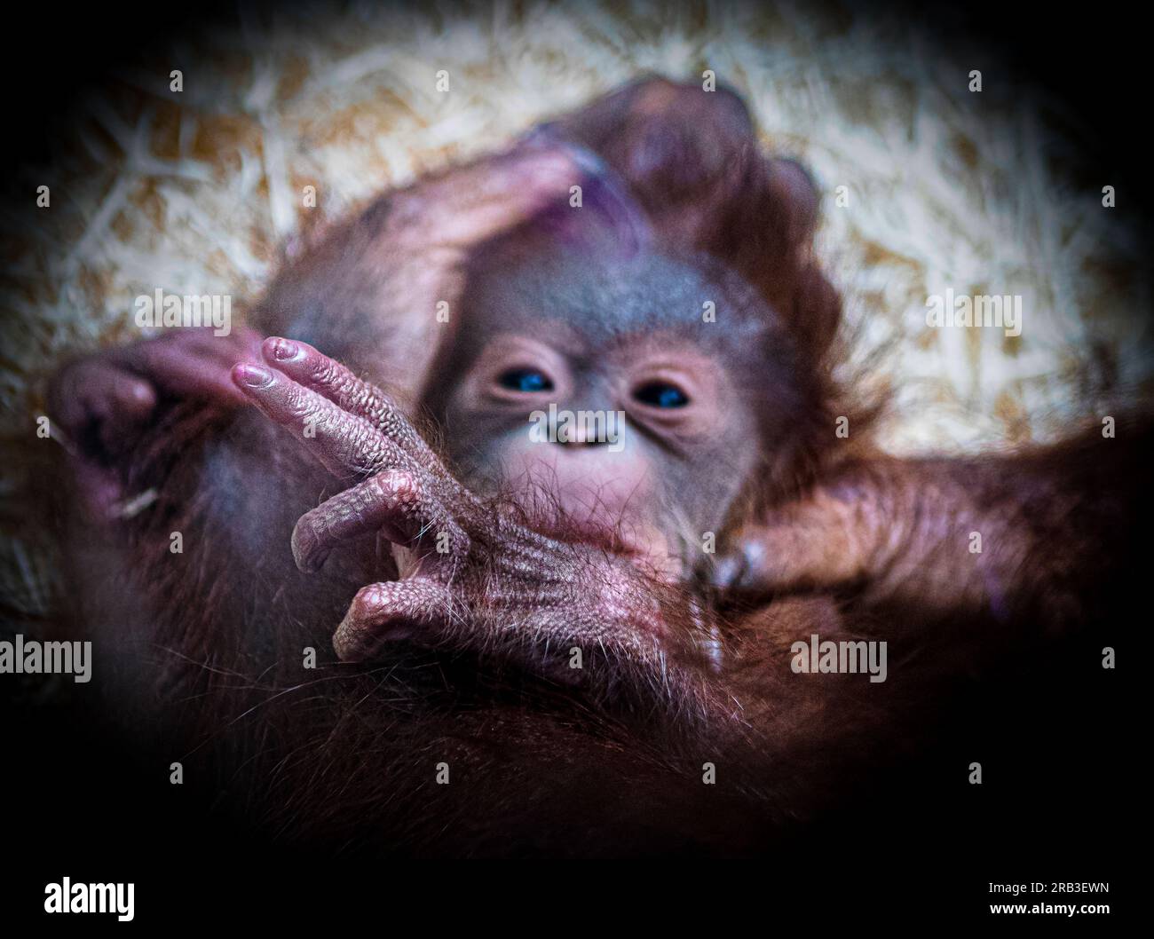 Victory wildlife hi-res stock photography and images - Alamy