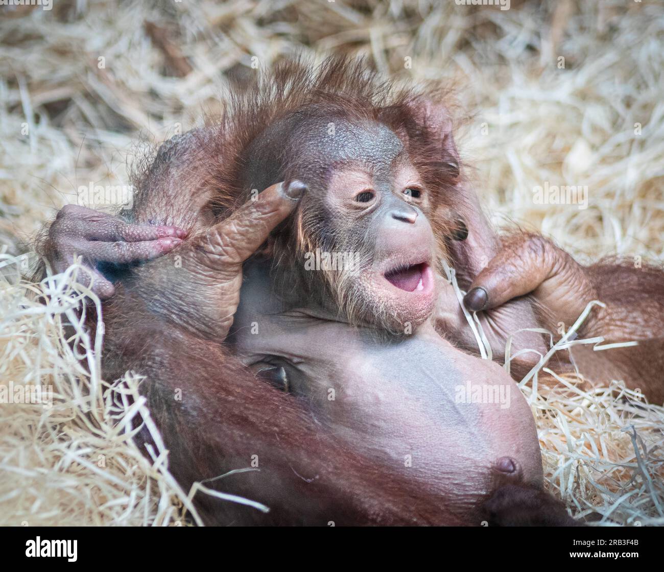 Orangutan Baby Laughing