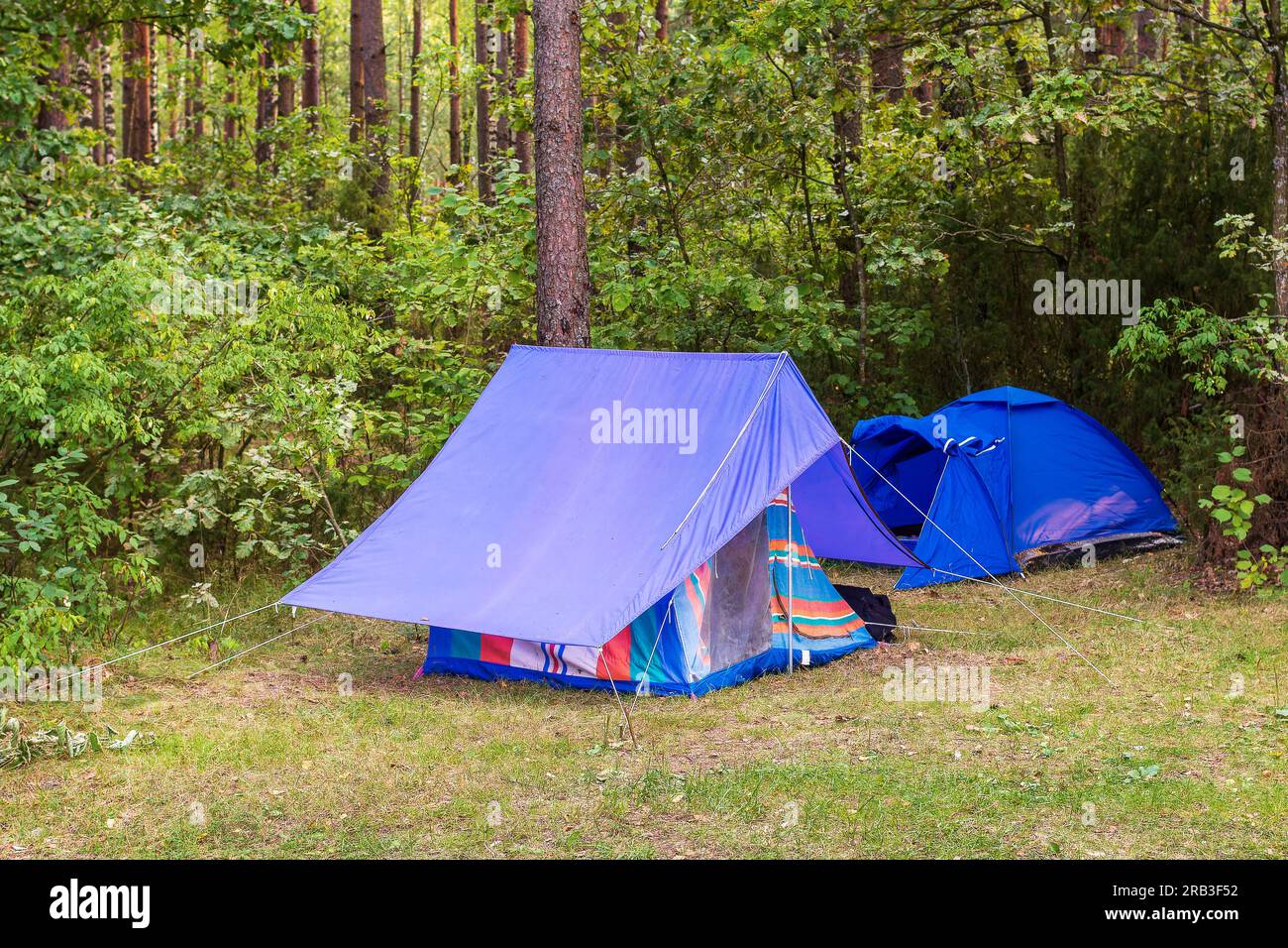 Tourist Camp. Tenting in a clearing in a pine forest in summer Stock ...